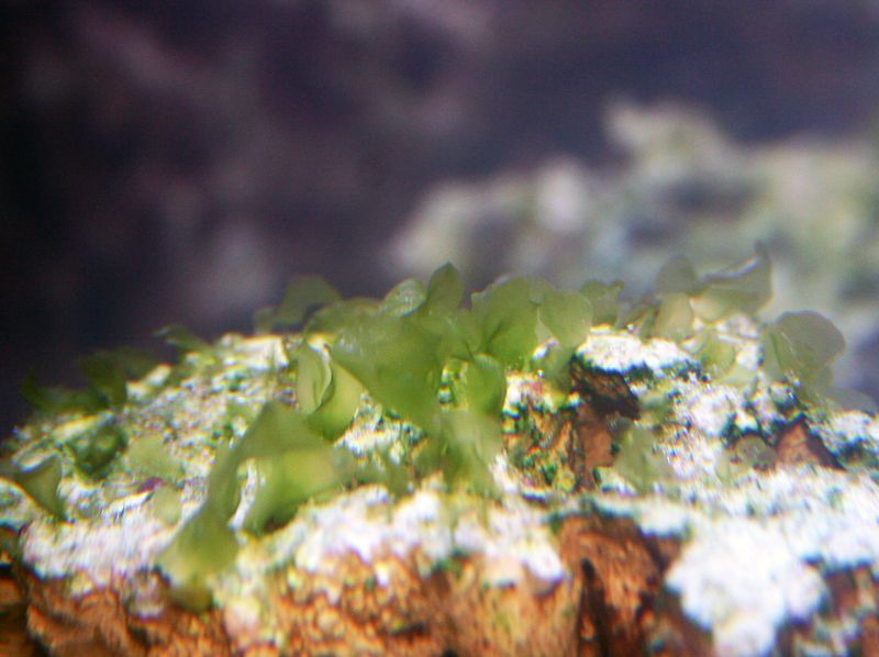 Algae ID | Reef2Reef