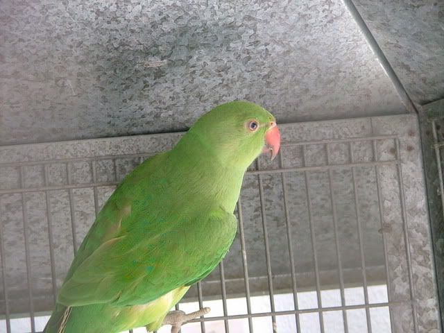 Ringnecks & agapornis/caturras ?? Com Fotos - Fórum AvesPT - Tudo Sobre Aves