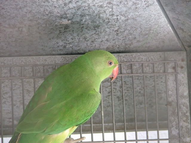 Ringnecks & agapornis/caturras ?? Com Fotos - Fórum AvesPT - Tudo Sobre Aves