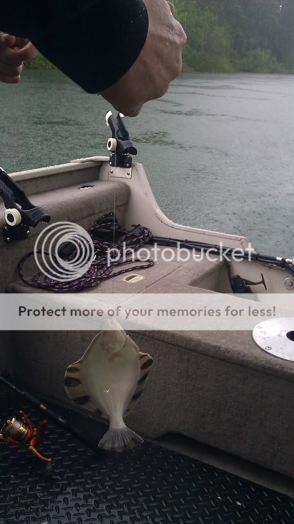 Willamette Flounder | IFish Fishing Forum