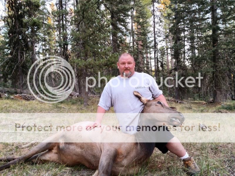 Colockum Cow and True Spike Bull | Bloodydecks