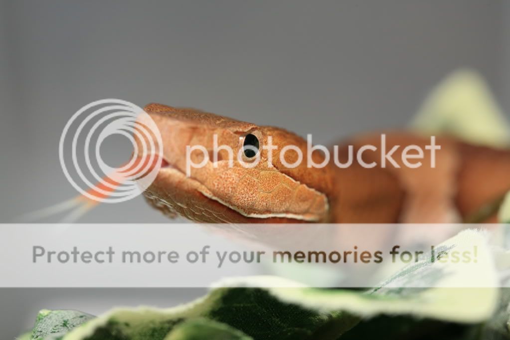 Post pics of your DWA snakes please.. | Reptile Forums