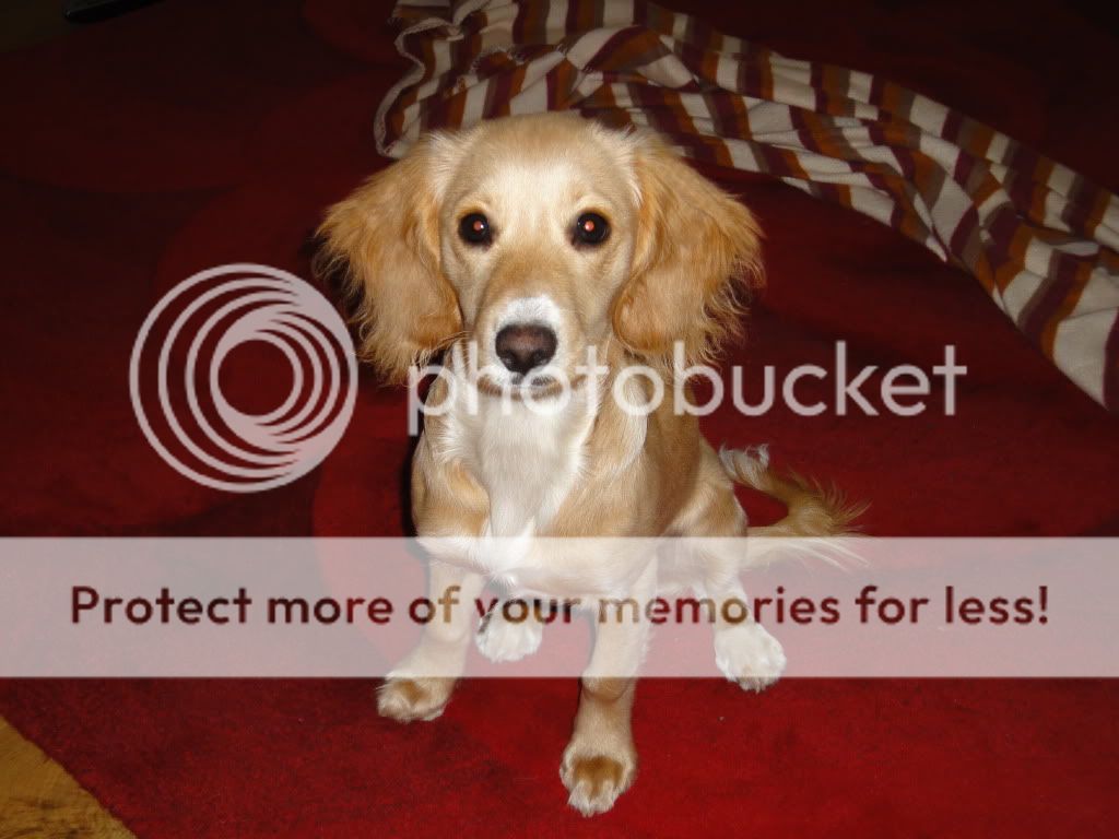 My cockapoo doesn't look like cockapoo | I Love My Cockapoo Forums