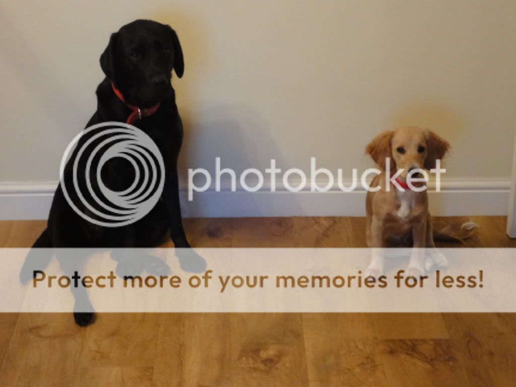 My cockapoo doesn't look like cockapoo | I Love My Cockapoo Forums