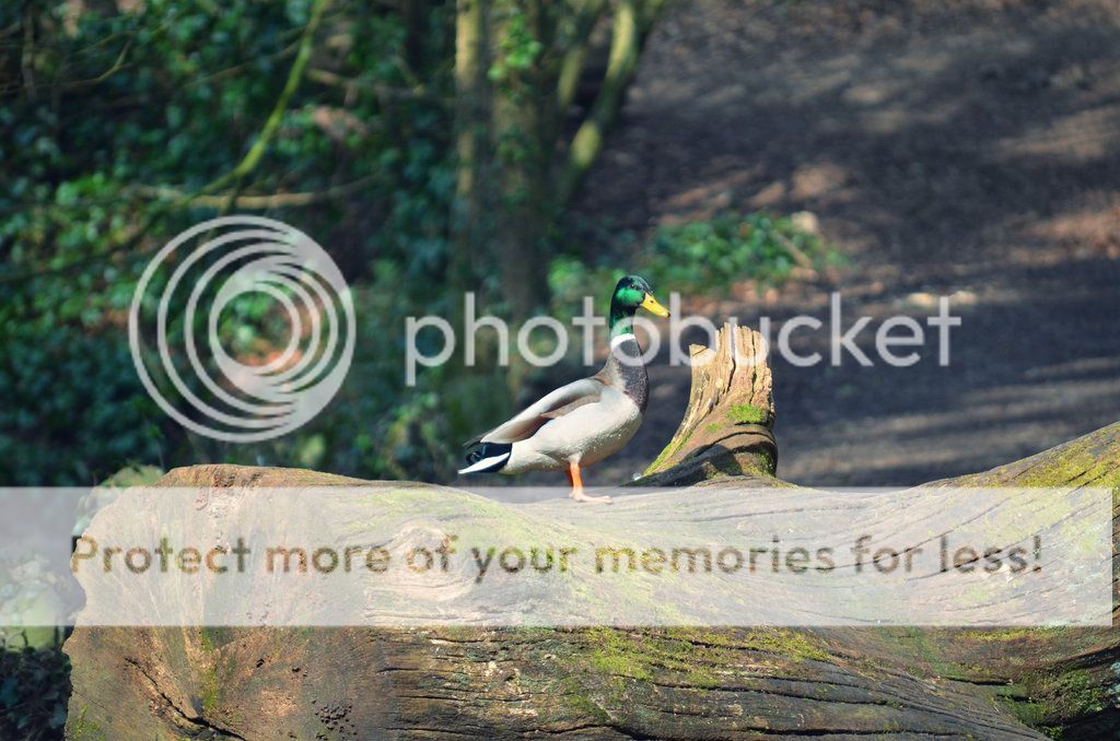 Forest Farm – The Cardiff Cwtch – Welsh Food, Fashion and Lifestyle