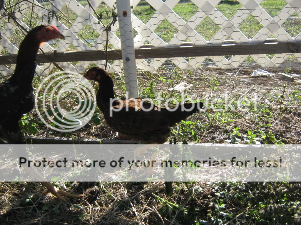 Saipan Jungle Fowl Thread | Page 2 | BackYard Chickens - Learn How to ...