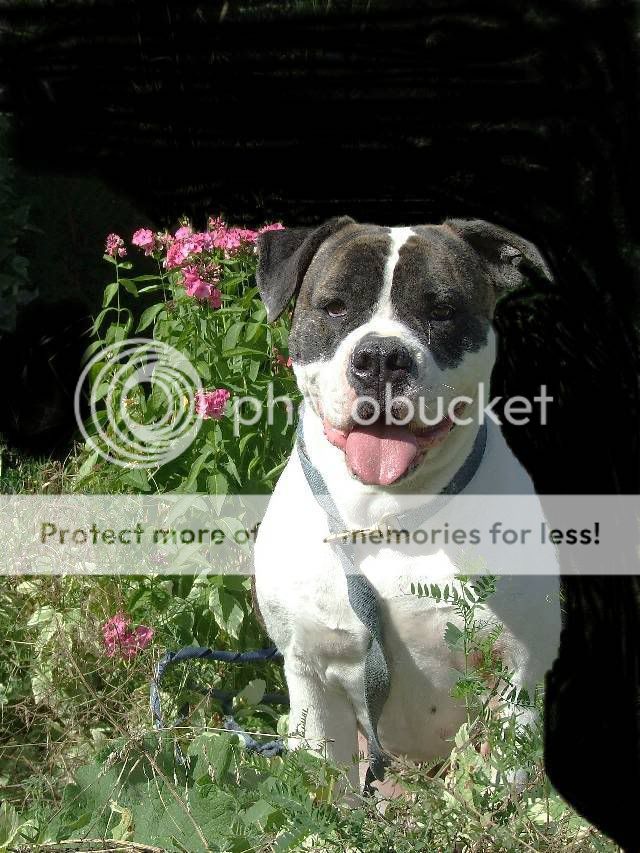 Pics from over the Weekend | Bulldog Breeds Forums