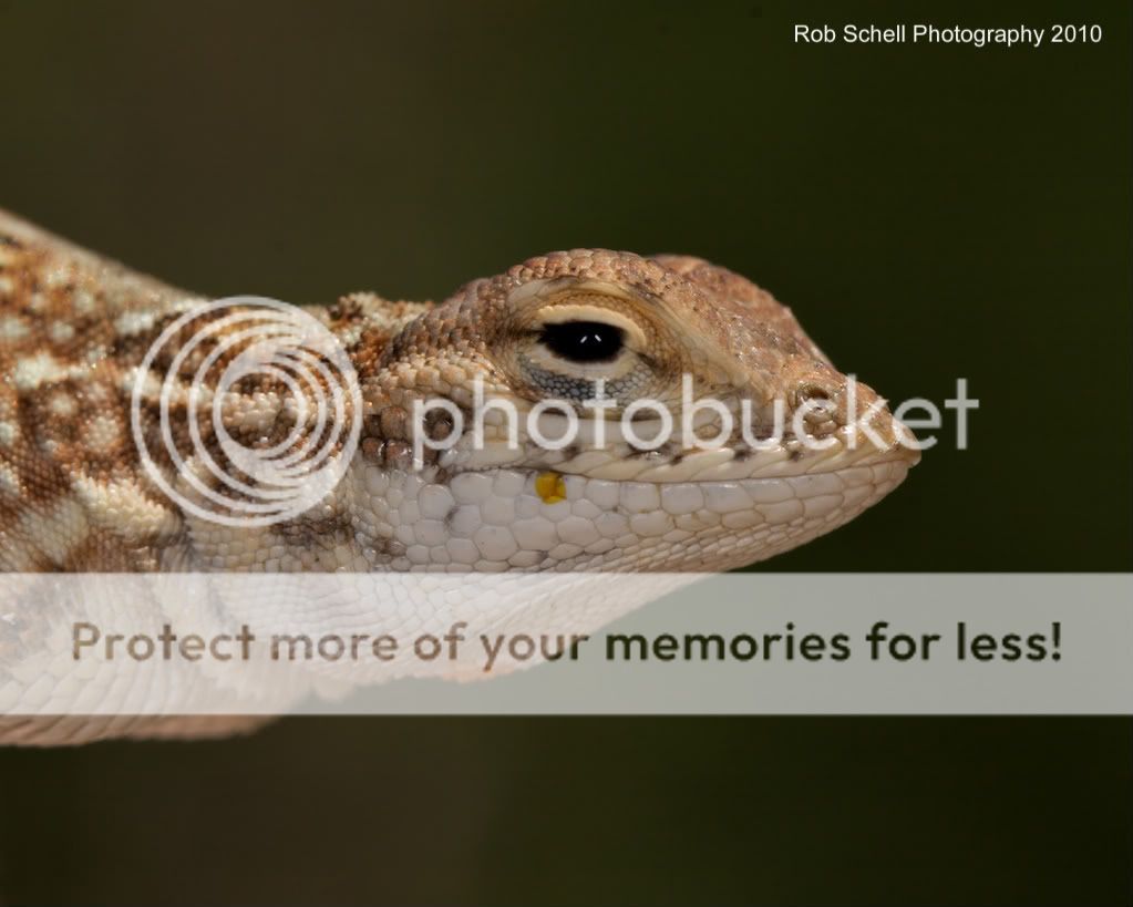 Ten days in Southern Arizona and New Mexico - Link to Part 2 - Field ...