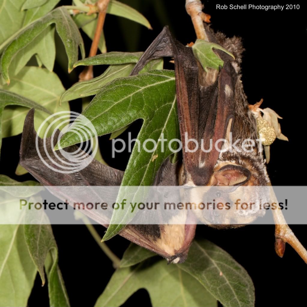 Arizona, part ii - Bats - *Warning* non-herp content - Field Herp Forum