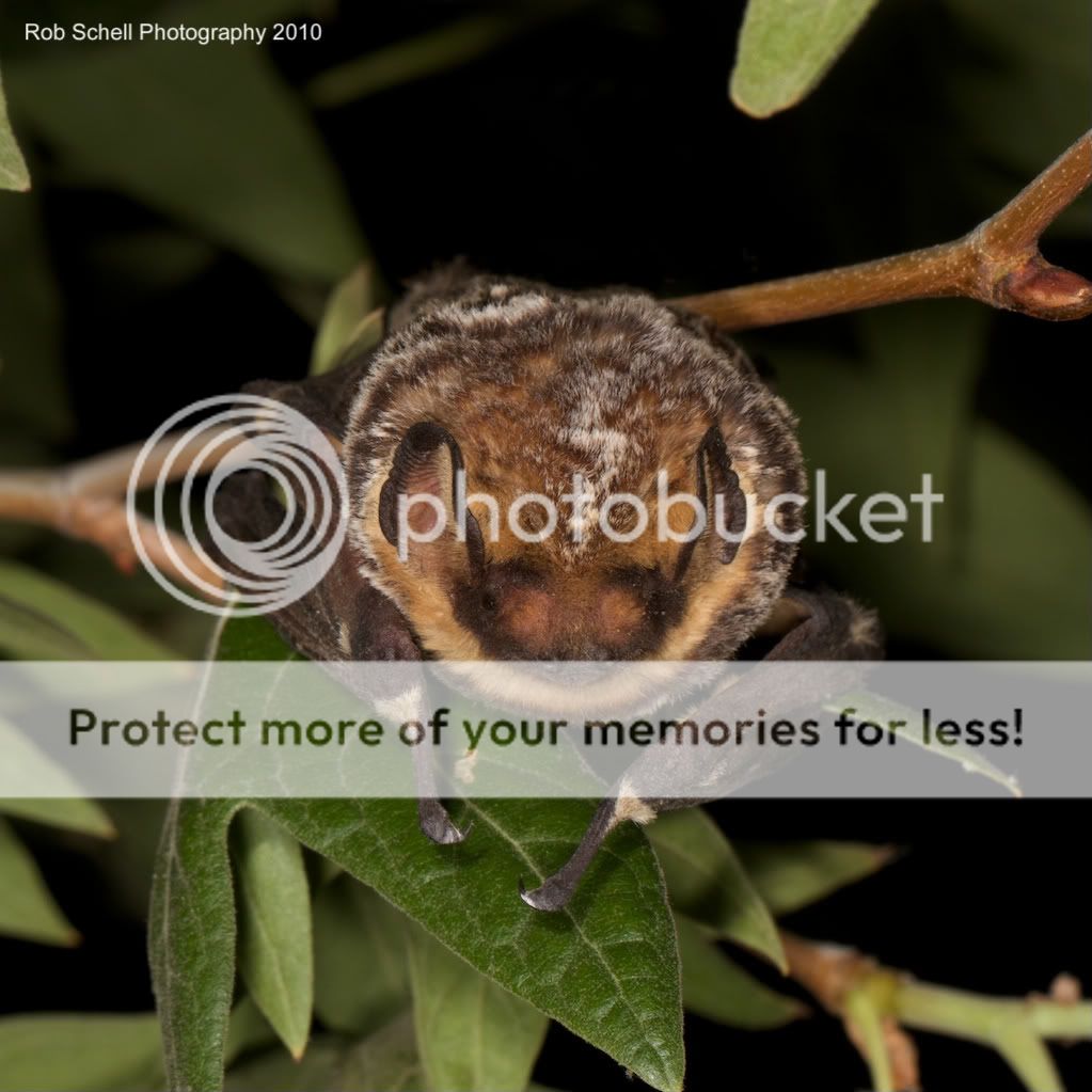 Arizona, part ii - Bats - *Warning* non-herp content - Field Herp Forum