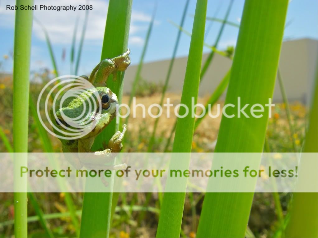 It's not the camera..... - Field Herp Forum