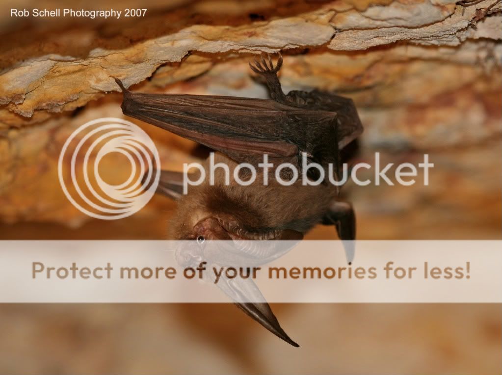 Arizona, part ii - Bats - *Warning* non-herp content - Field Herp Forum