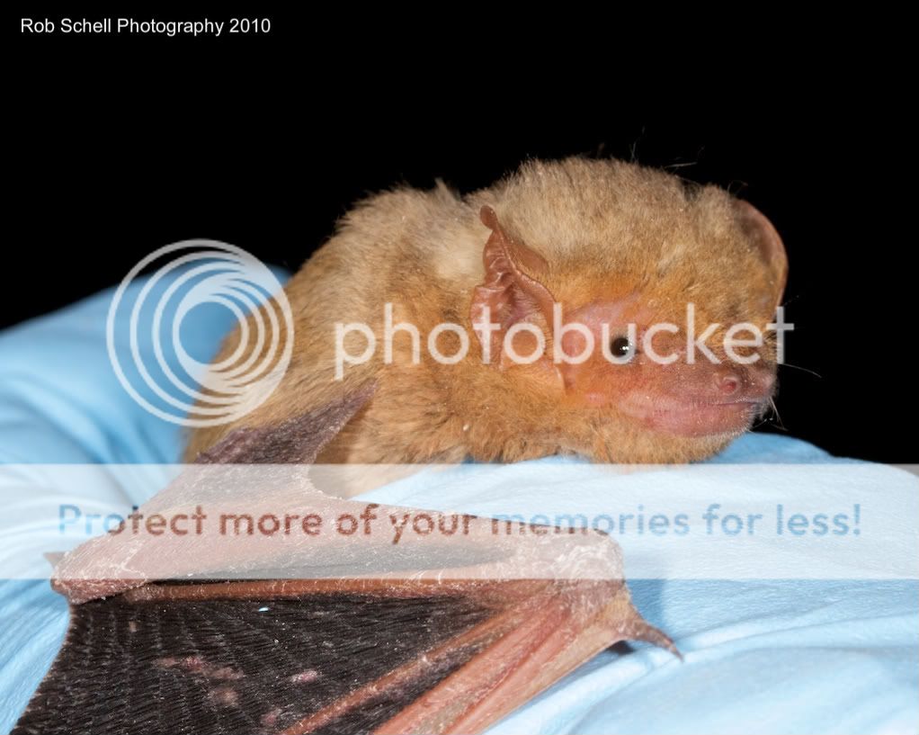 Arizona, part ii - Bats - *Warning* non-herp content - Field Herp Forum